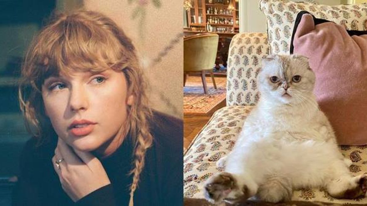 Kafsha e tretë më e pasur në botë është macja e këngëtares Taylor Swift ...