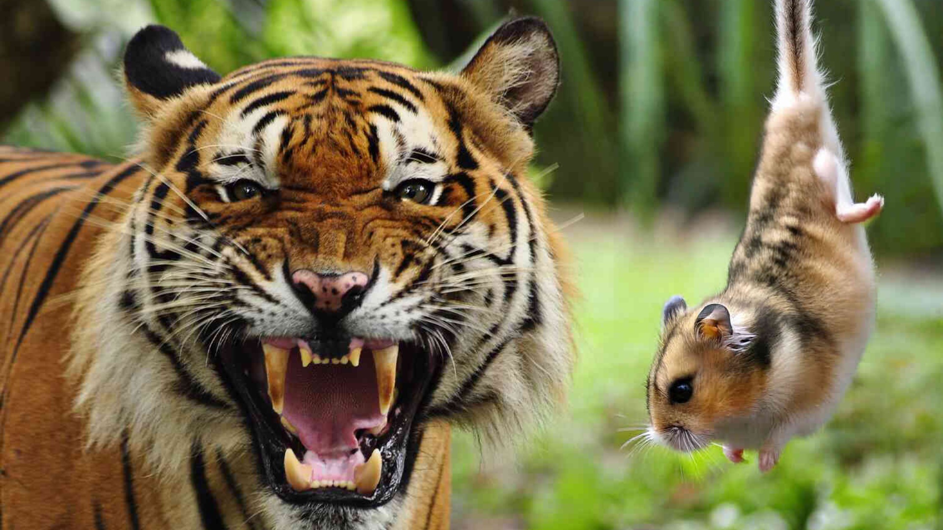 Praktikë e përdorur prej vitesh/Kopshti zoologjik në Danimarkë thirrje ...